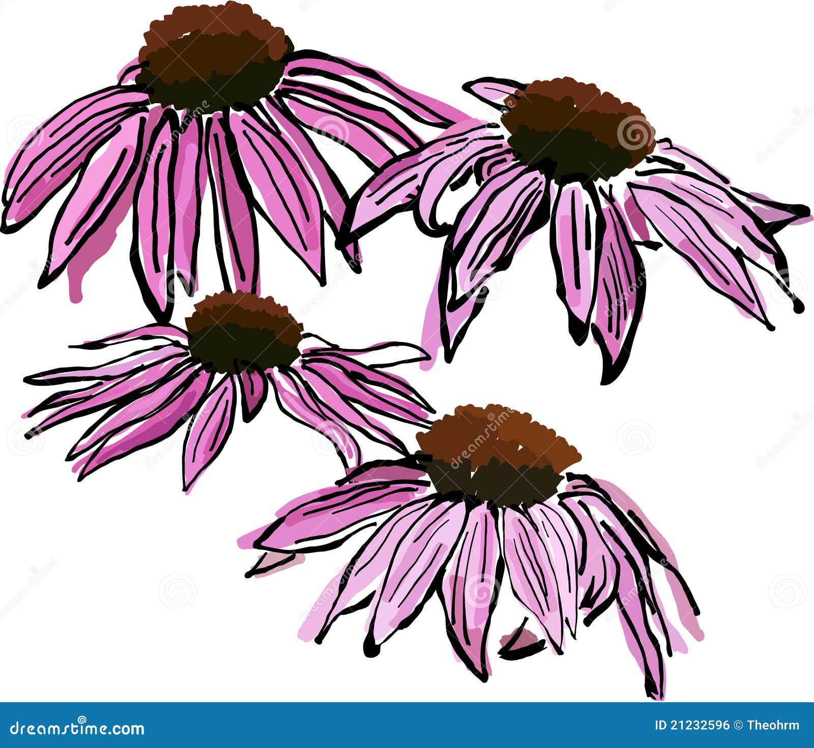 Flores Incompletas Del Echinacea Ilustración del Vector - Ilustración ...