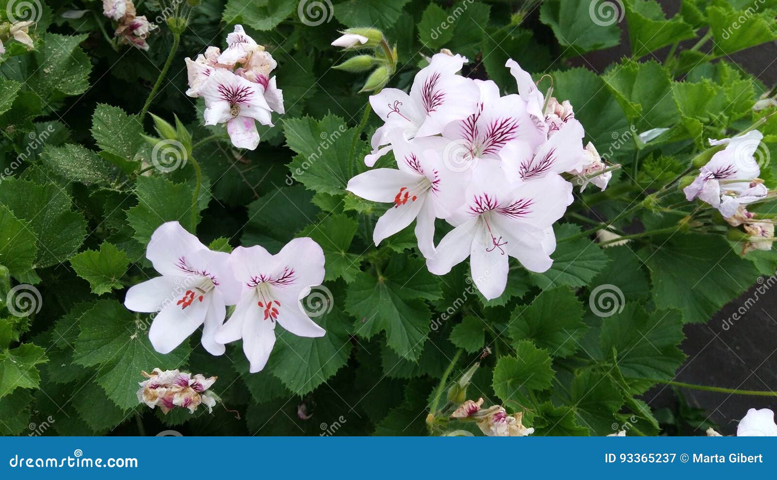 Jeranios Stock Photos - Free & Royalty-Free Stock Photos from Dreamstime