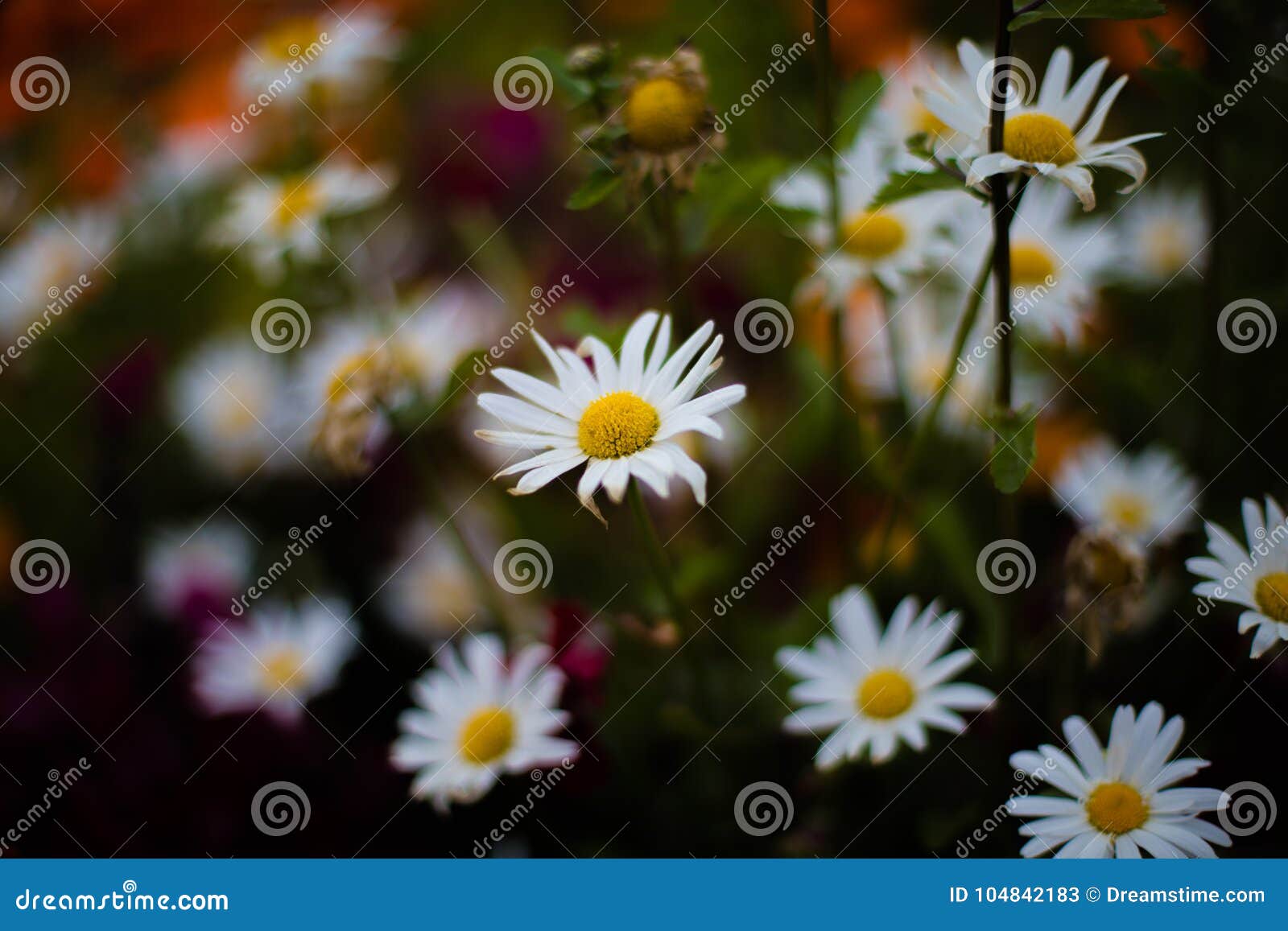Flores Margarita stock afbeelding. Image of groot, foto - 104842183