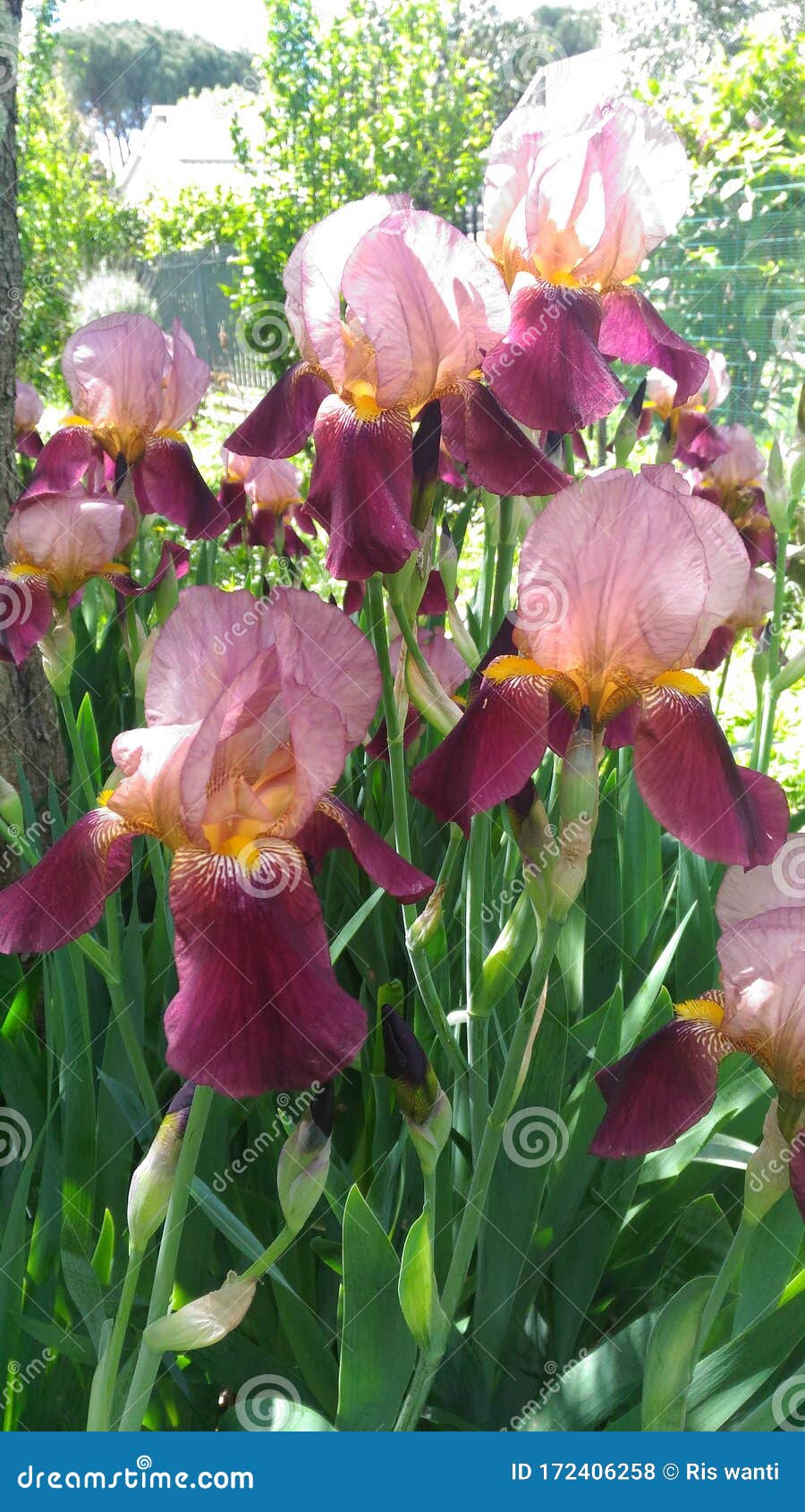 Flores moradas de iris foto de archivo. Imagen de flores - 172406258