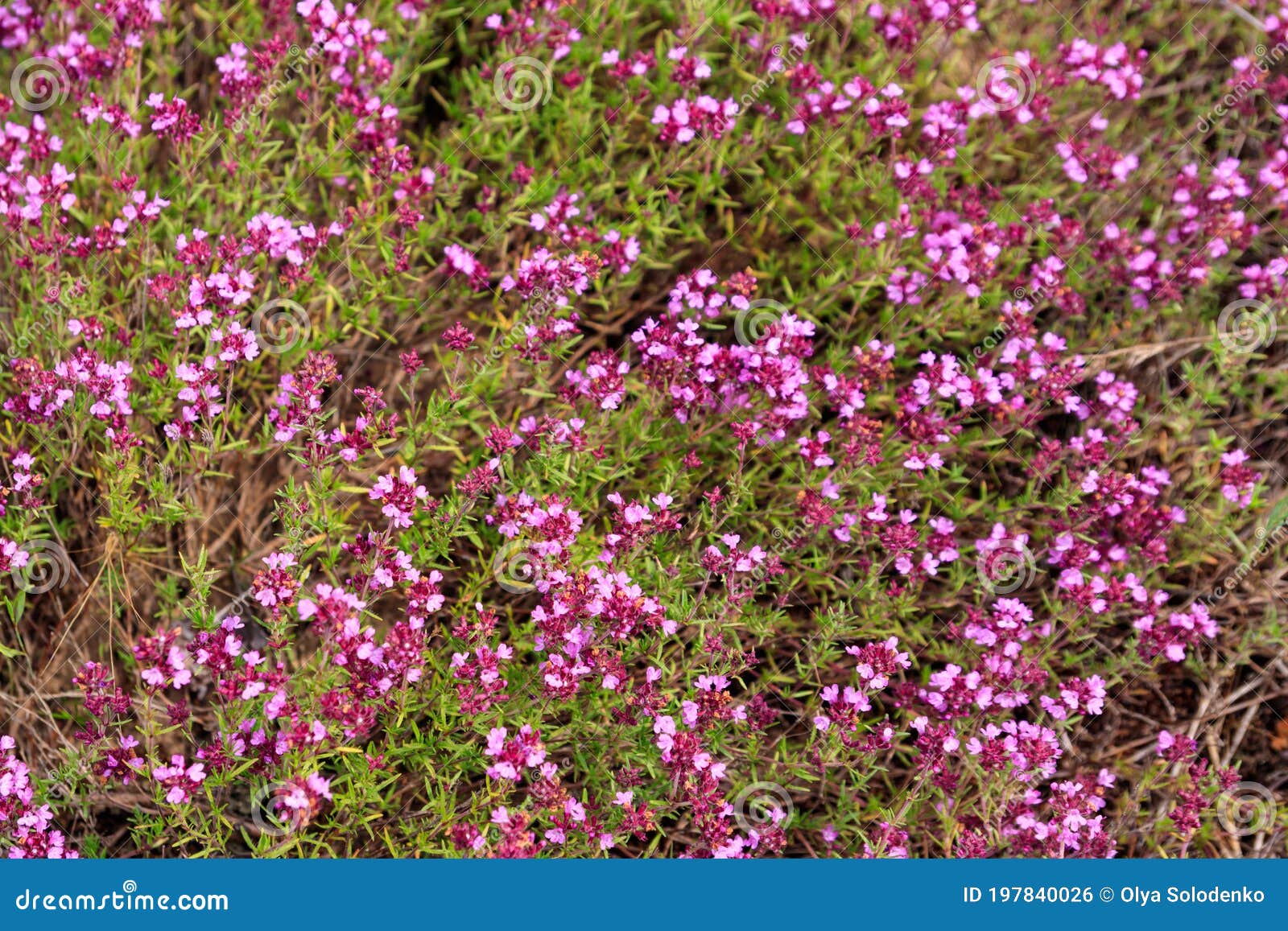 Flores Moradas De Tomillo Salvaje En Pradera Foto de archivo - Imagen ...