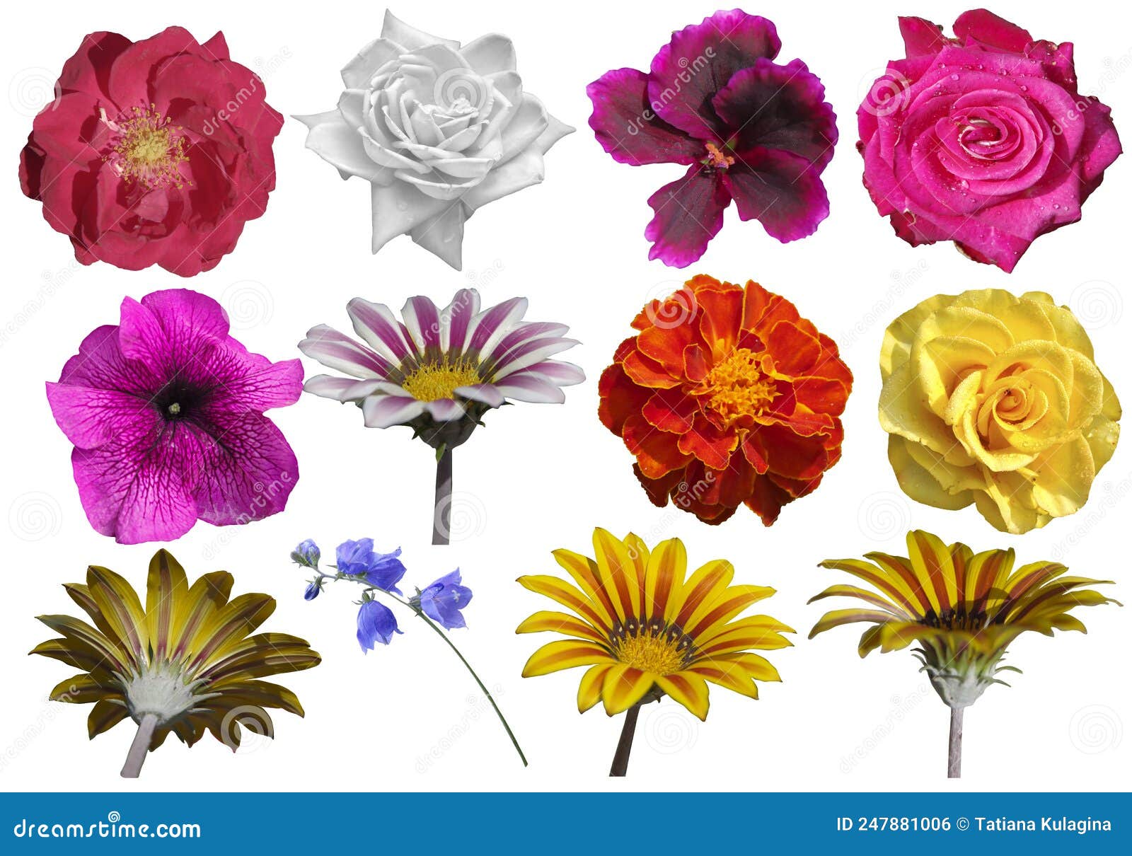 Flores Multicolores Aisladas De Fondo Blanco. Stock de ilustración ...