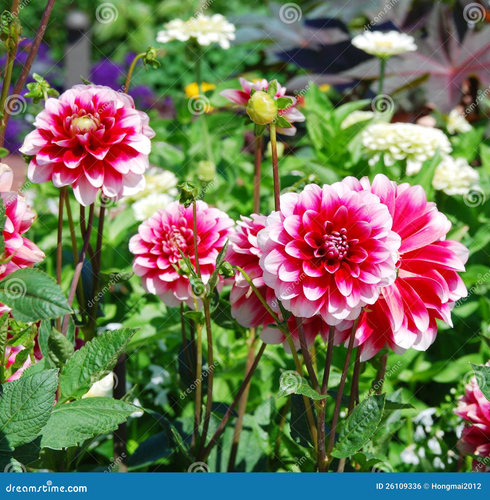 Flores Multicolores Elegantes De La Dalia Foto de archivo - Imagen de ...