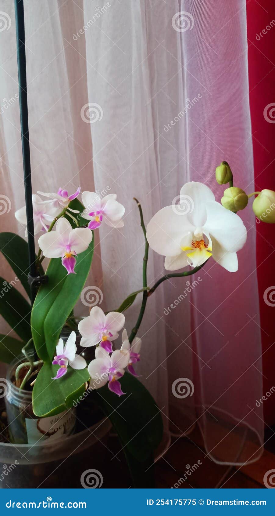 Flores muy bellas orhideja imagen de archivo. Imagen de amarillo ...