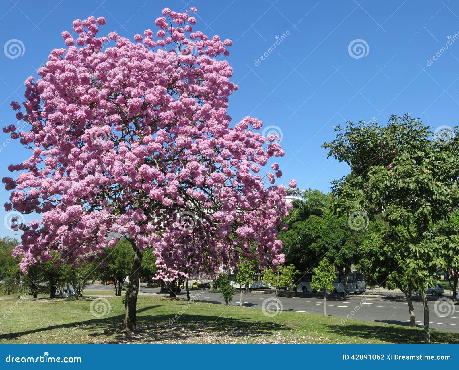 Flores Na Cidade De Rio De Janeiro Foto de Stock - Imagem de brasil ...
