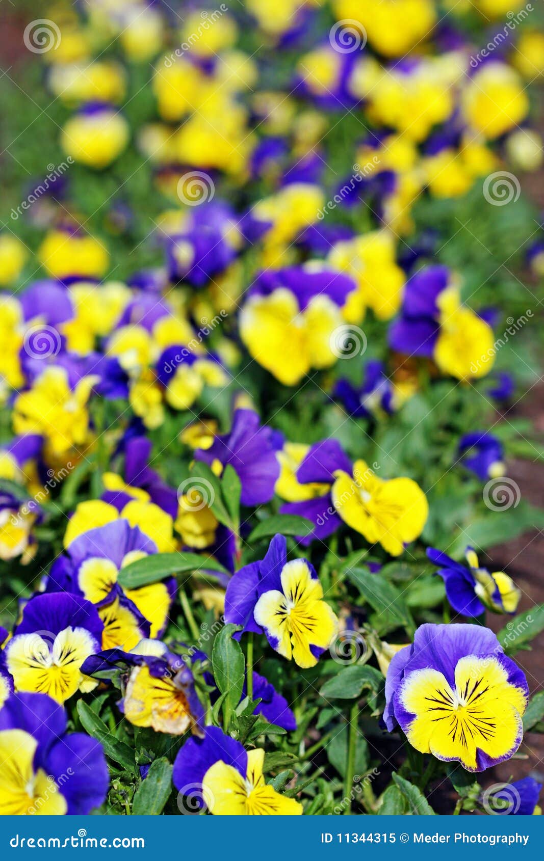 Flores na primavera imagem de stock. Imagem de prado - 11344315