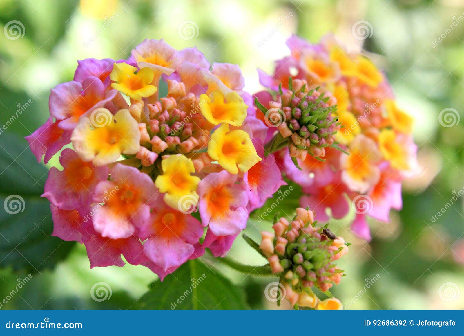 Flores naturales hermosas foto de archivo. Imagen de escarlata - 92686392