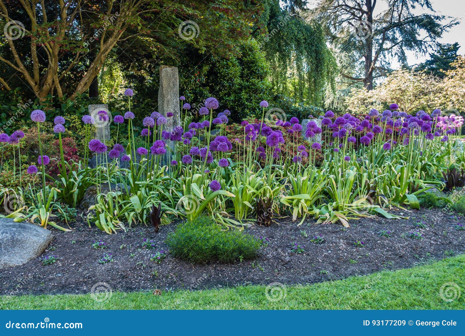 Flores Redondas Fotos De Stock - Download 798 Fotos Libres de Derechos