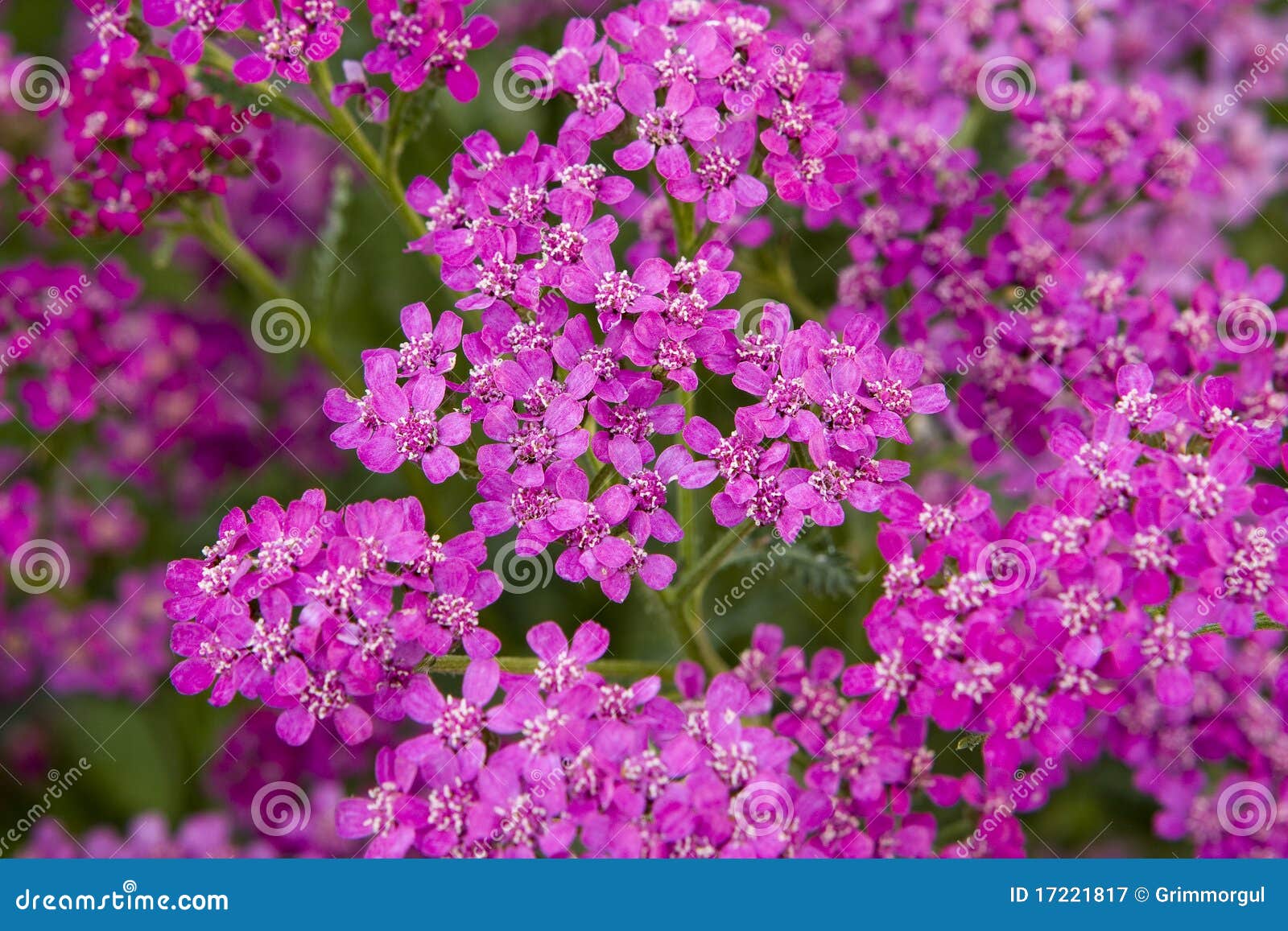 Flores Pequenas Cor-de-rosa Imagem de Stock - Imagem de tapete, jardim ...
