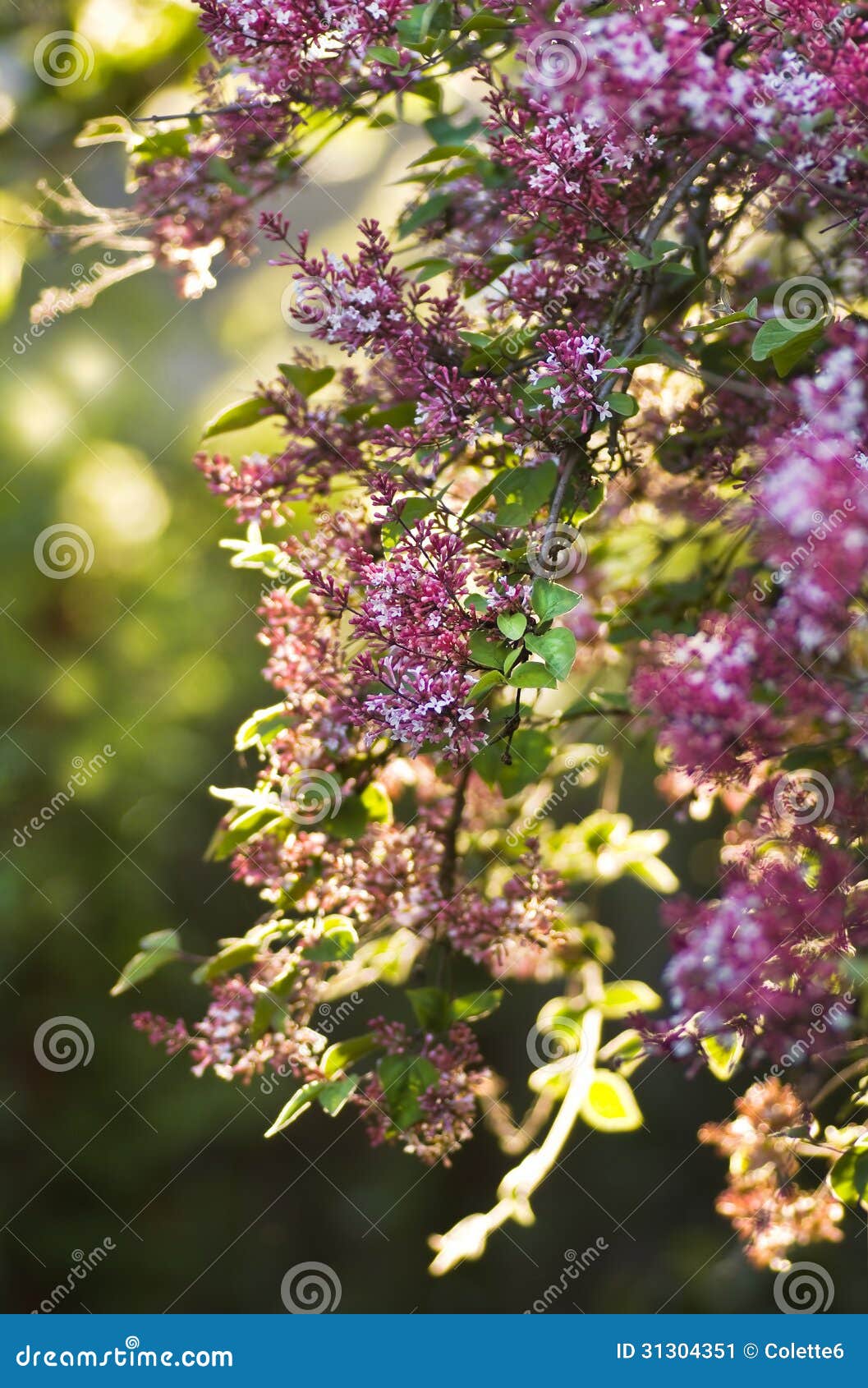 Flores Pequenas Cor-de-rosa Do Syringa Imagem de Stock - Imagem de ...