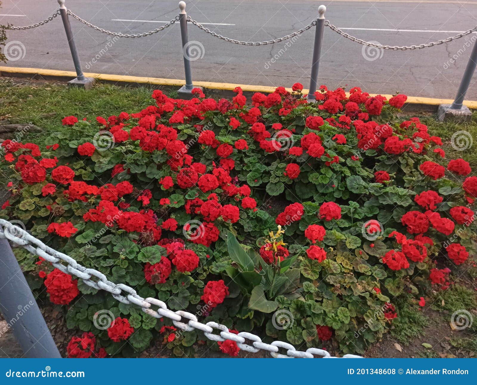 Flores peruanas foto de archivo. Imagen de pétalo, yarda - 201348608