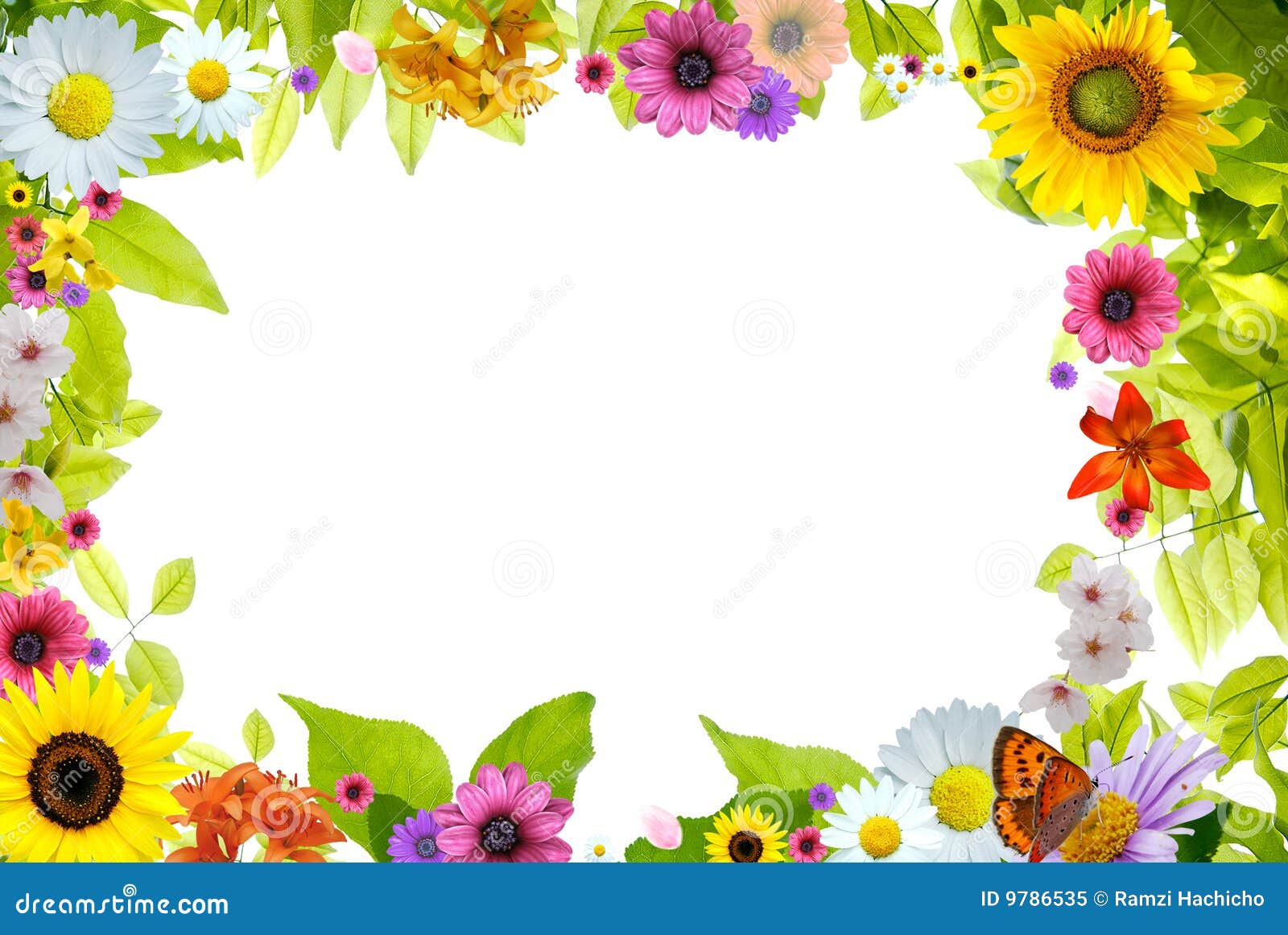 Flores Pinky Isoladas, Frame Floral Da Orquídea Imagem de Stock ...