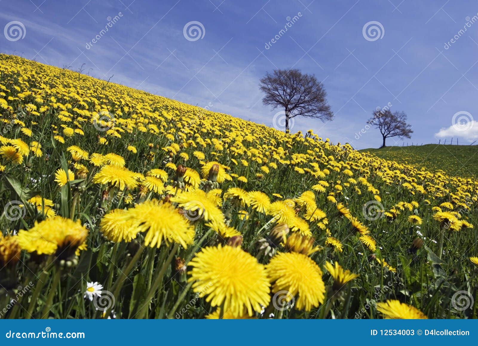 Flores Praderas De Dandelia Imagen de archivo - Imagen de officinale ...