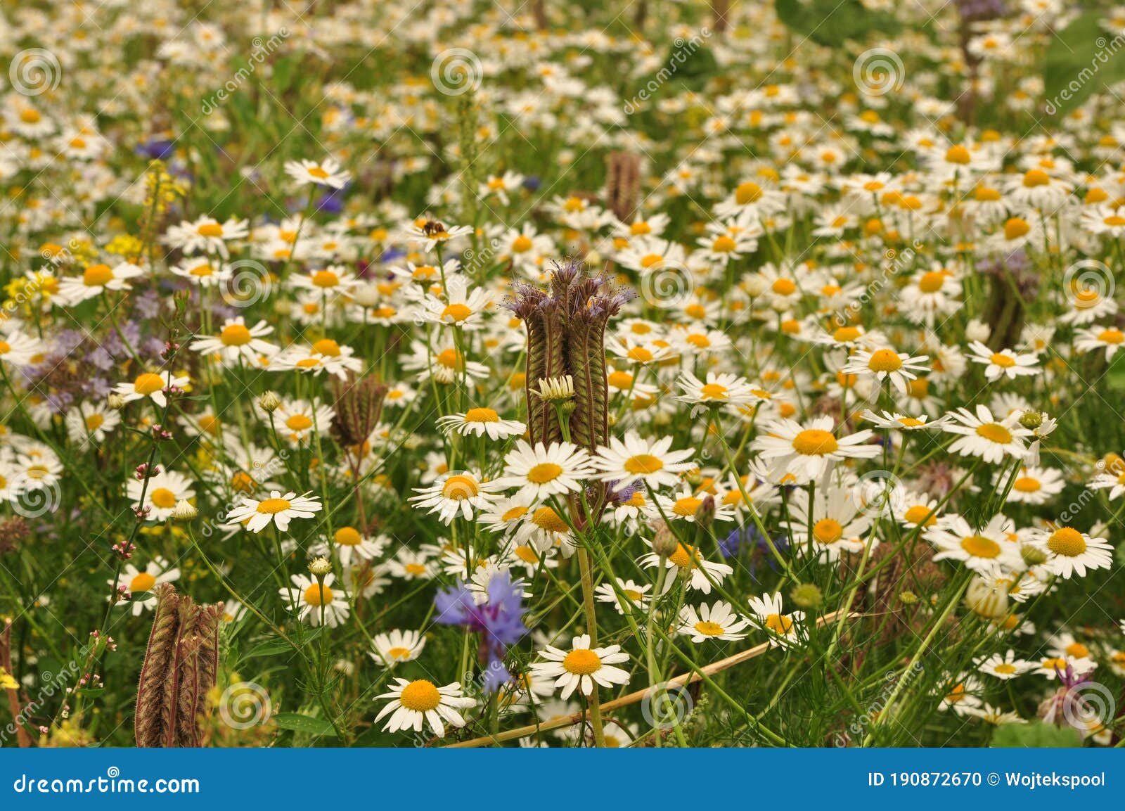 Flores Praderas a Finales Del Verano Foto de archivo - Imagen de ...