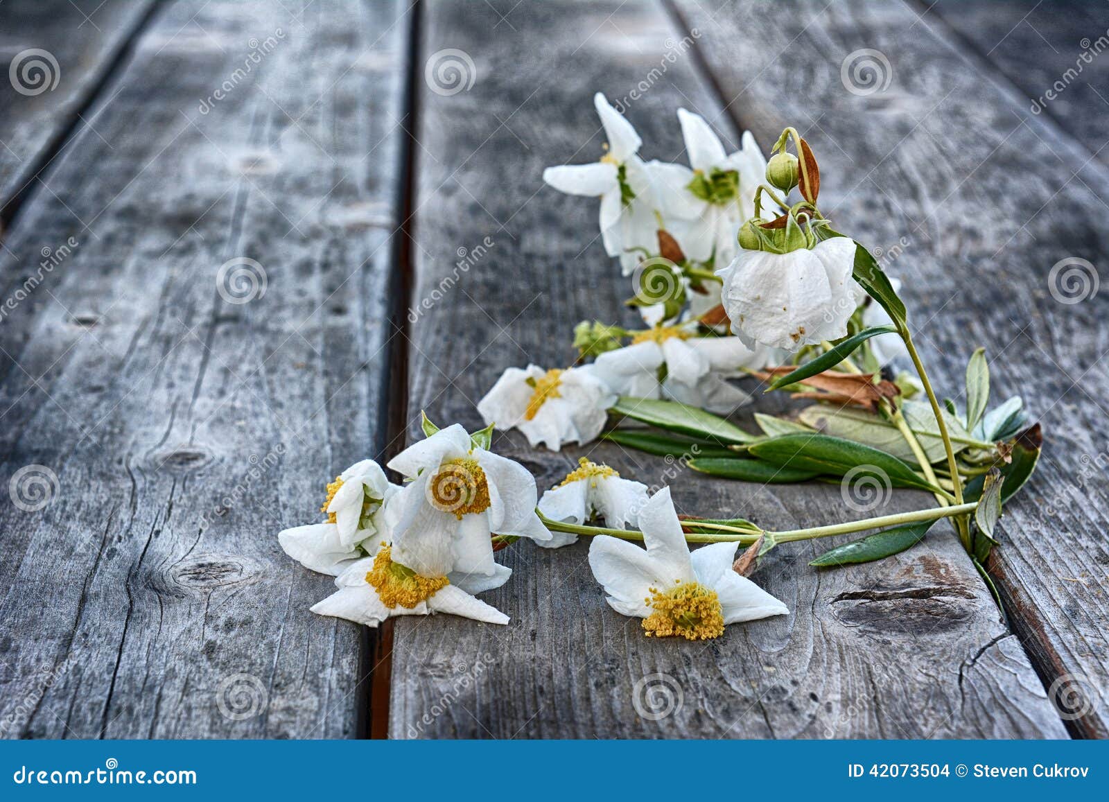 Flores que se marchitan foto de archivo. Imagen de marchitado - 42073504