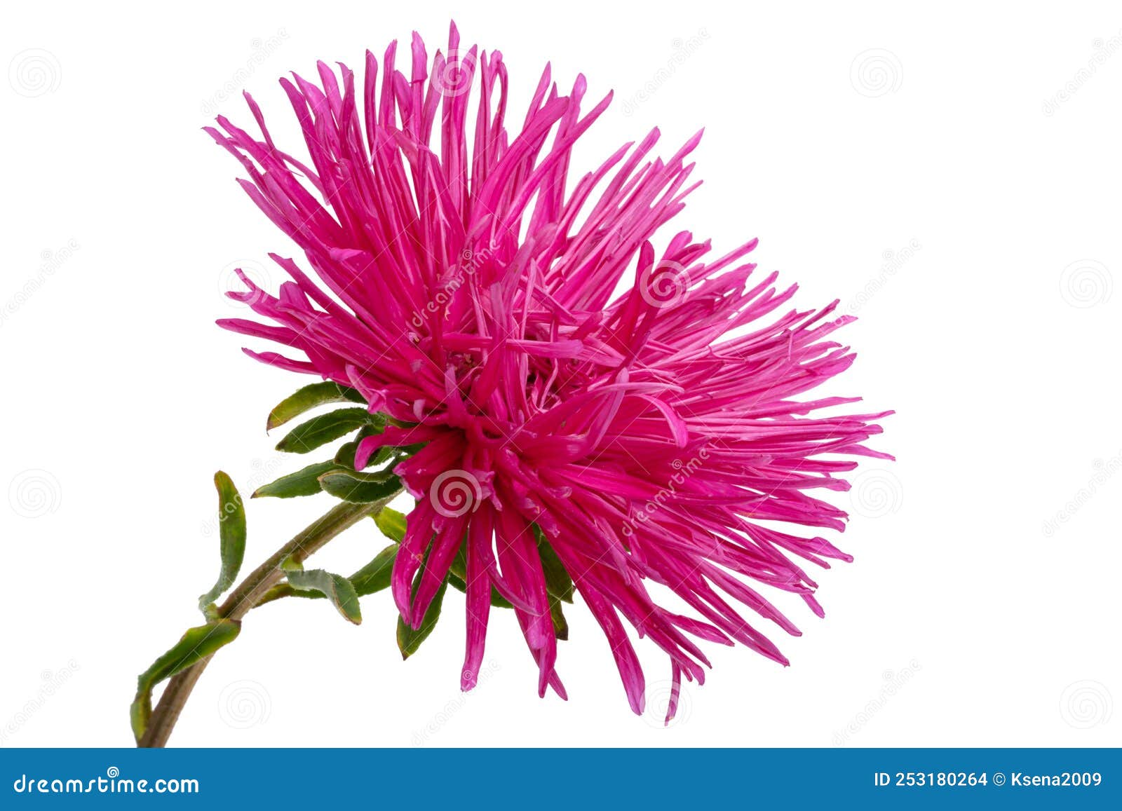 Flores rasteiras isoladas foto de stock. Imagem de roxo - 253180264