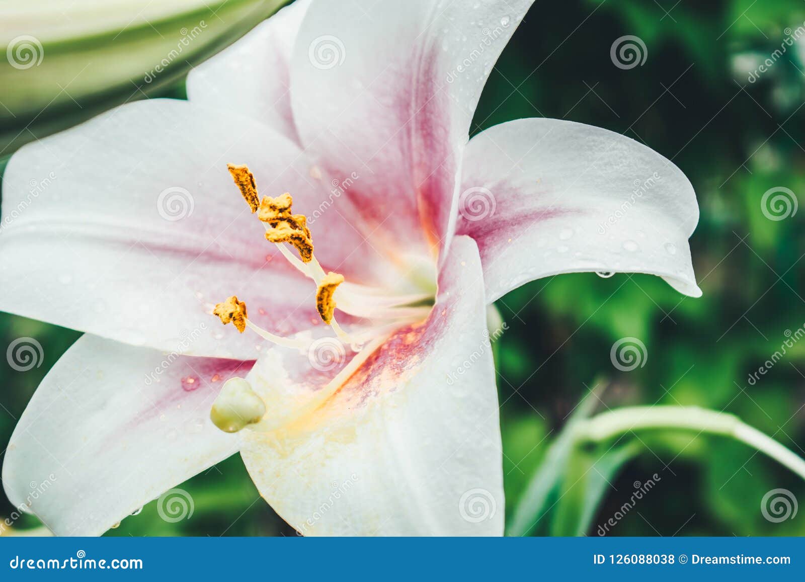 Flores reales brillantes foto de archivo. Imagen de hoja - 126088038