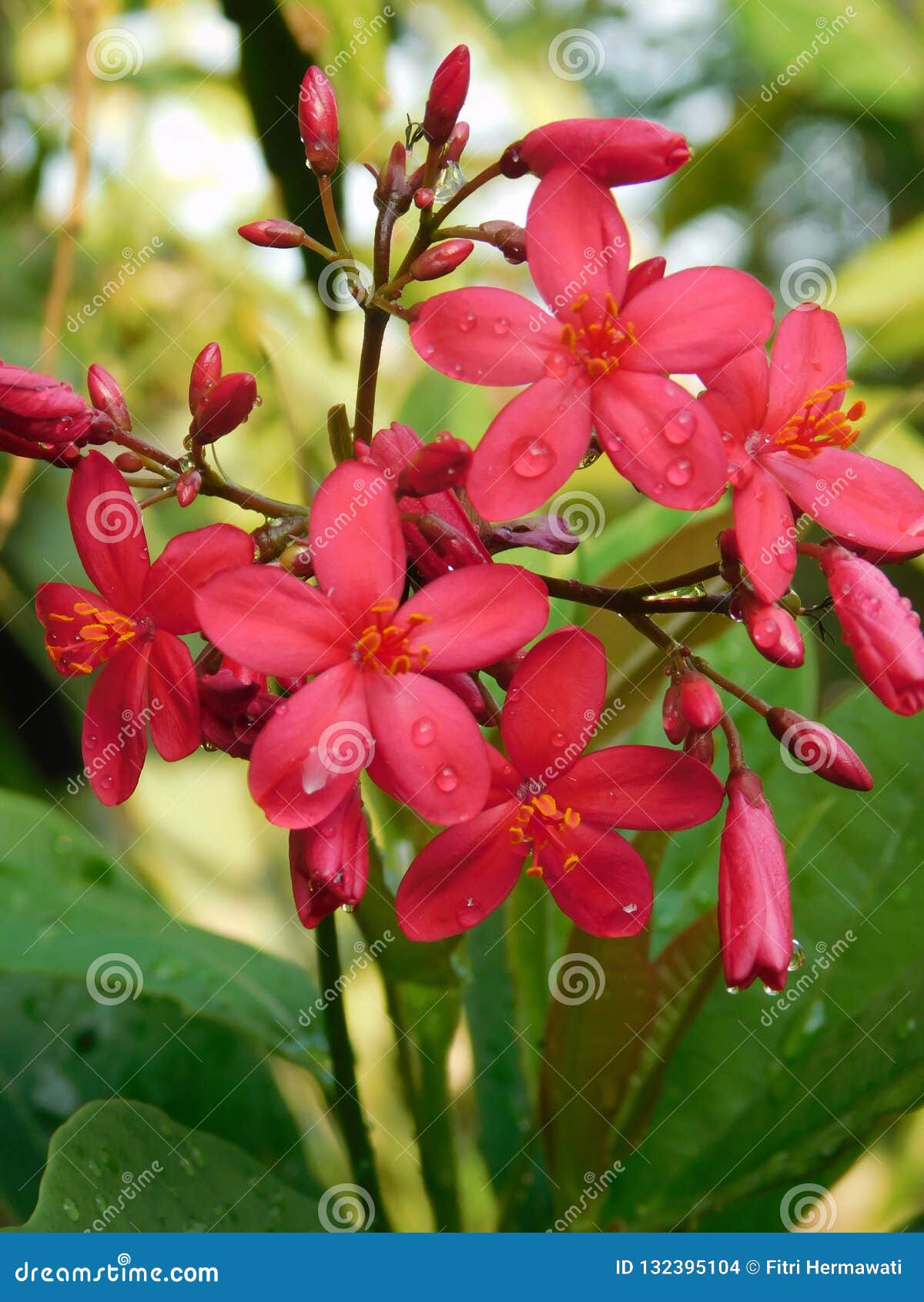 Flores rojas foto de archivo. Imagen de flora, flores - 132395104