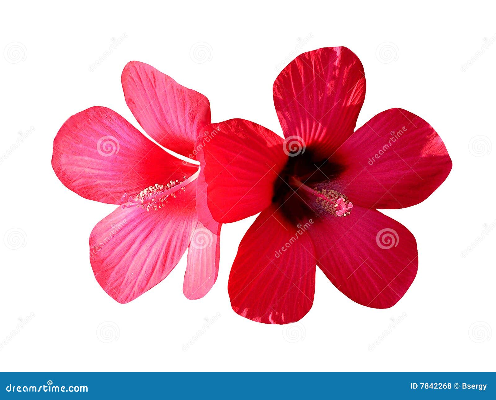 Flores rojas foto de archivo. Imagen de primer, cierre - 7842268