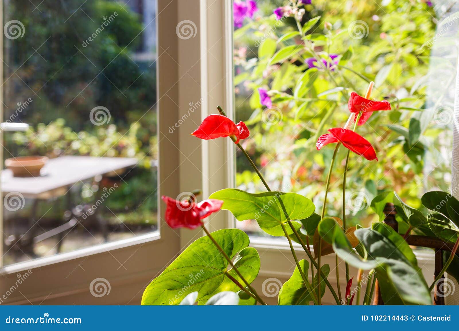 Flores rojas de la cala imagen de archivo. Imagen de asoleado - 102214443