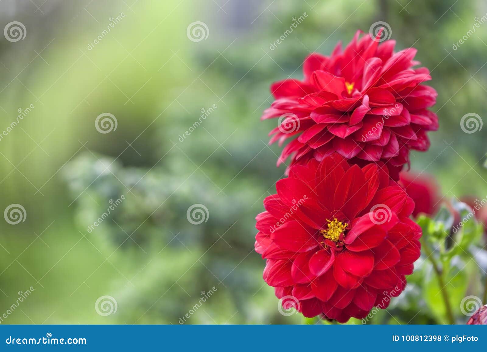 Flores rojas de la dalia foto de archivo. Imagen de prado - 100812398