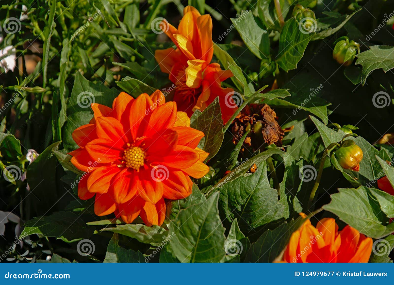 Flores Rojas De La Dalia - Coccinea De La Dalia Imagen de archivo ...