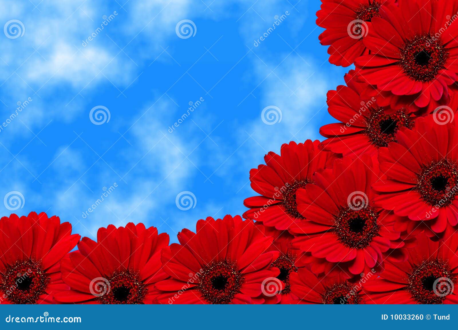 Flores rojas del Gerbera foto de archivo. Imagen de blanco - 10033260