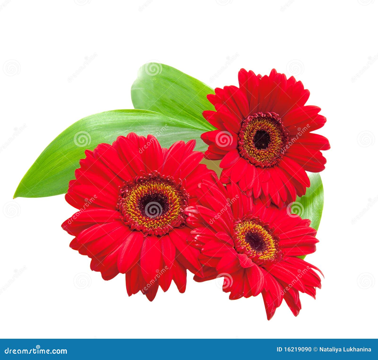 Flores rojas del gerbera foto de archivo. Imagen de florist - 16219090