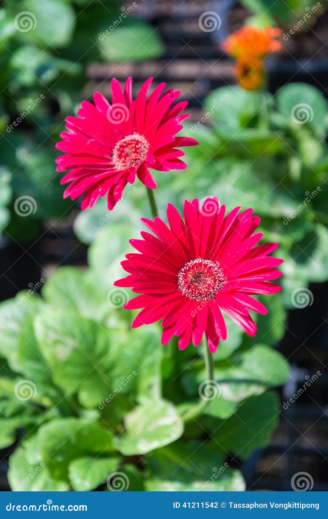 Flores rojas del gerbera foto de archivo. Imagen de primer - 41211542