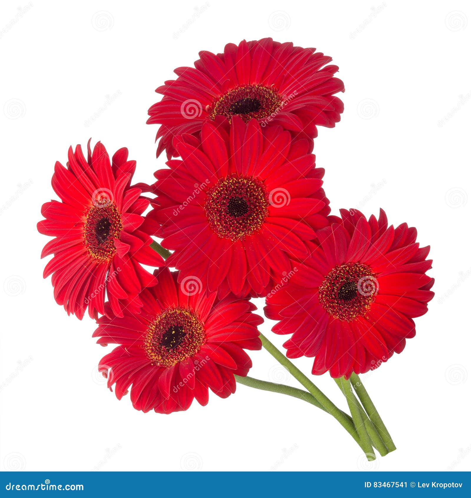 Flores rojas del gerbera imagen de archivo. Imagen de manojo - 83467541