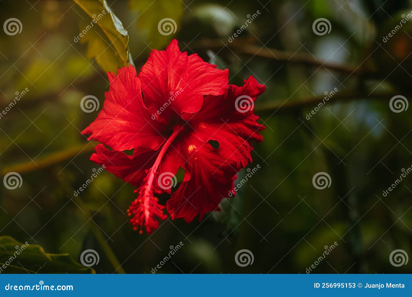 Flores Rojas Premium Con Espacio Para Texto a La Derecha Imagen de archivo - Imagen de planta ...