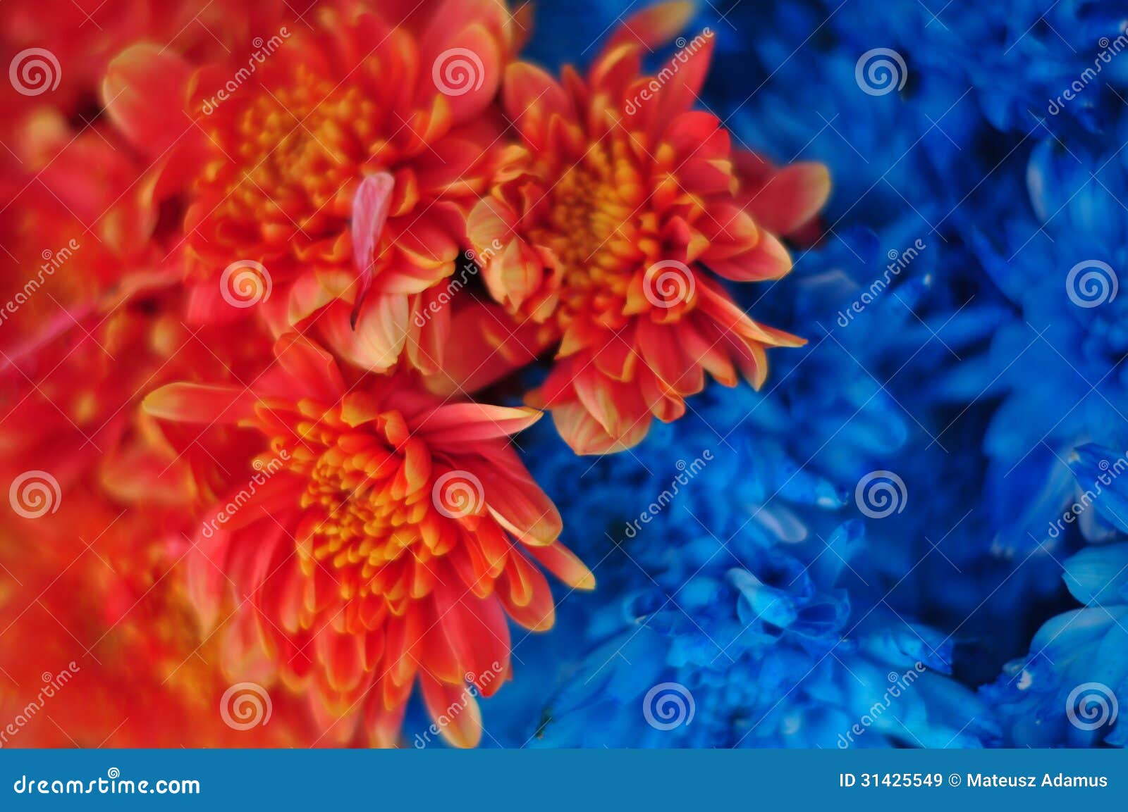 Flores rojas y azules imagen de archivo. Imagen de rojo - 31425549