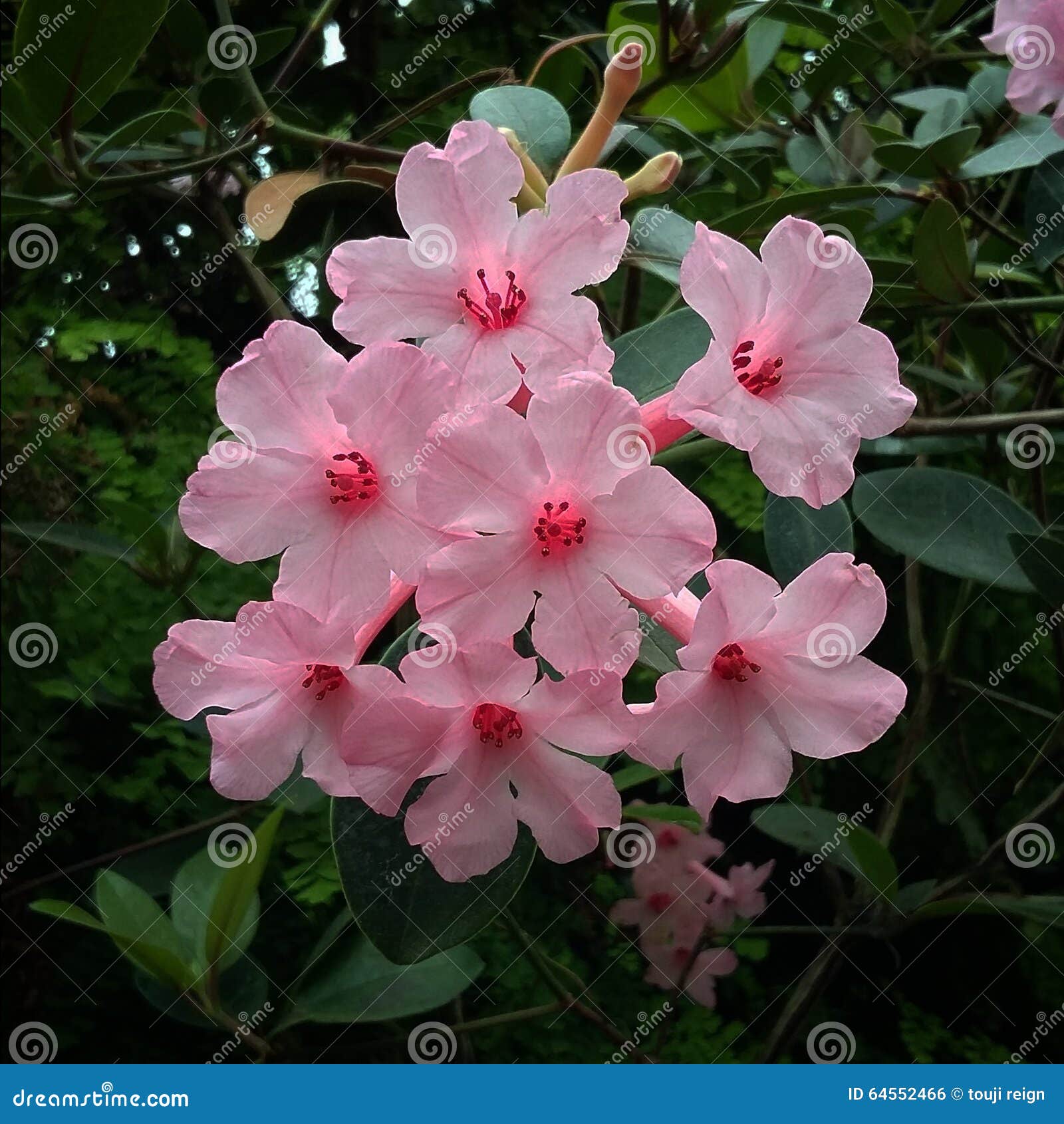 Flores rosadas foto de archivo. Imagen de flores, encantador - 64552466