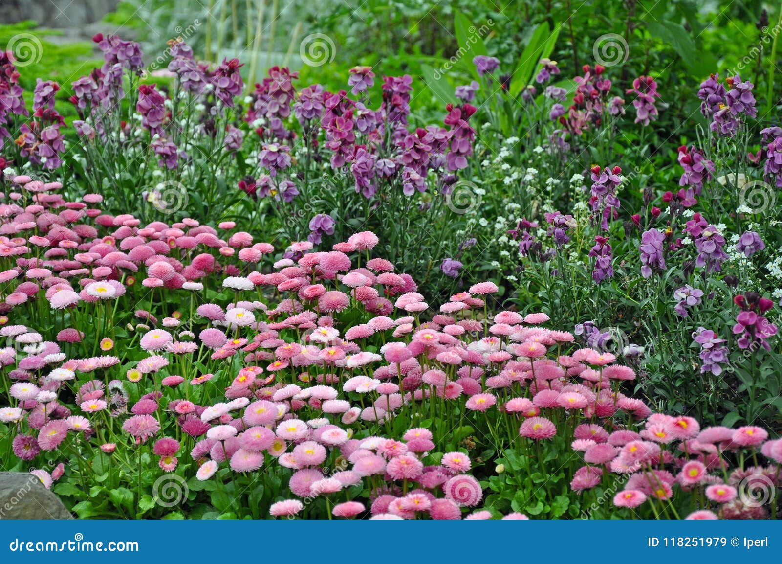 Flores rosadas del botón imagen de archivo. Imagen de color - 118251979