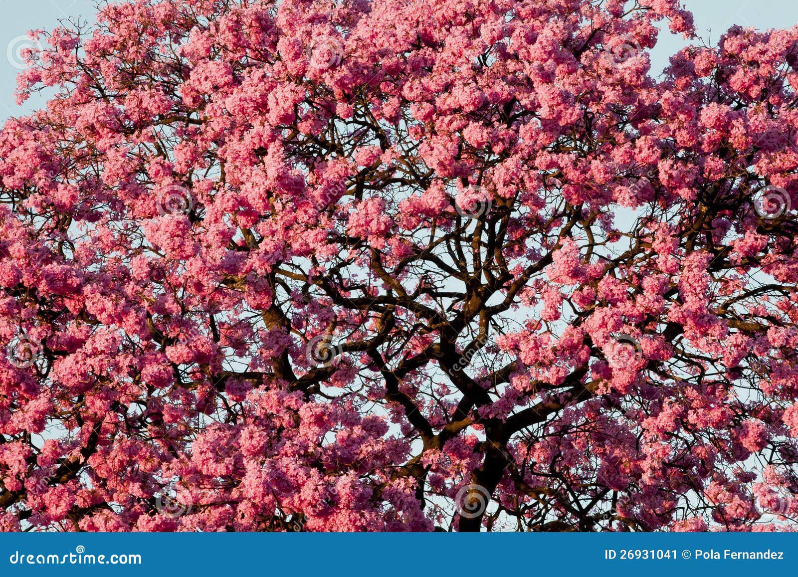 Flores Rosadas Del árbol Imagen de archivo - Imagen: 26931041
