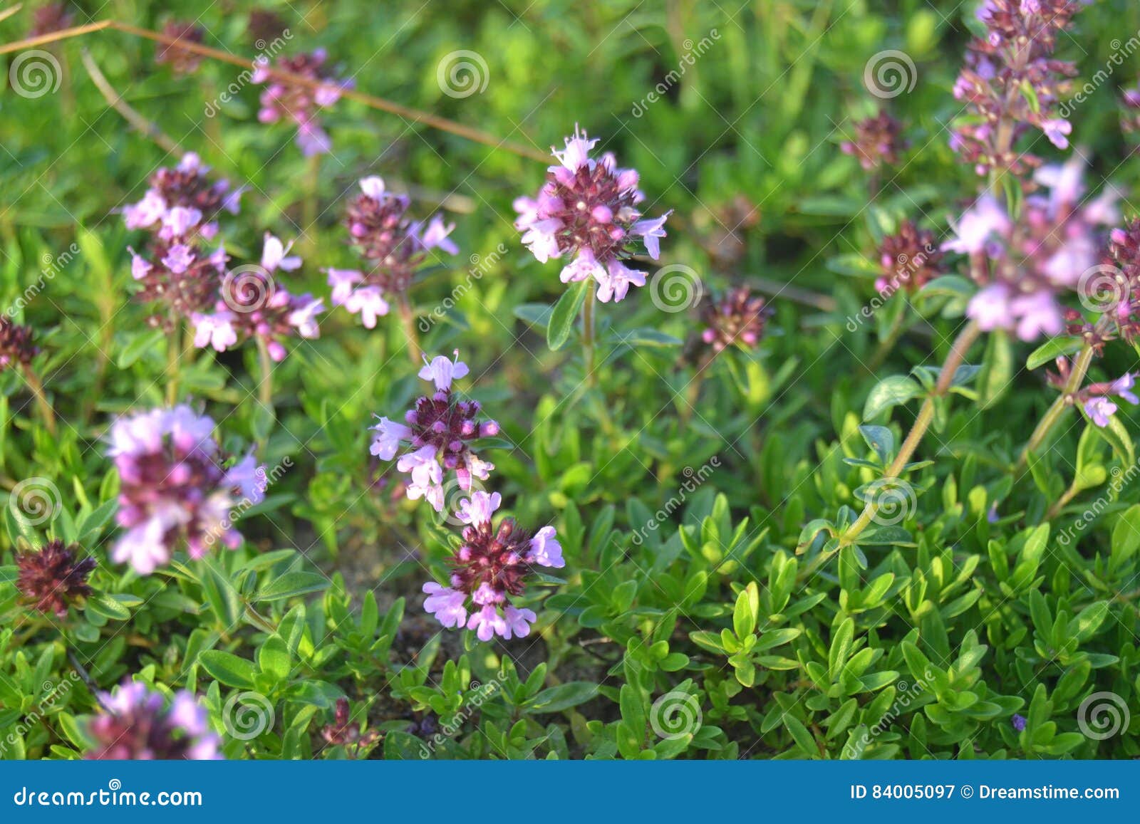 Flores rosadas del tomillo imagen de archivo. Imagen de arbusto - 84005097