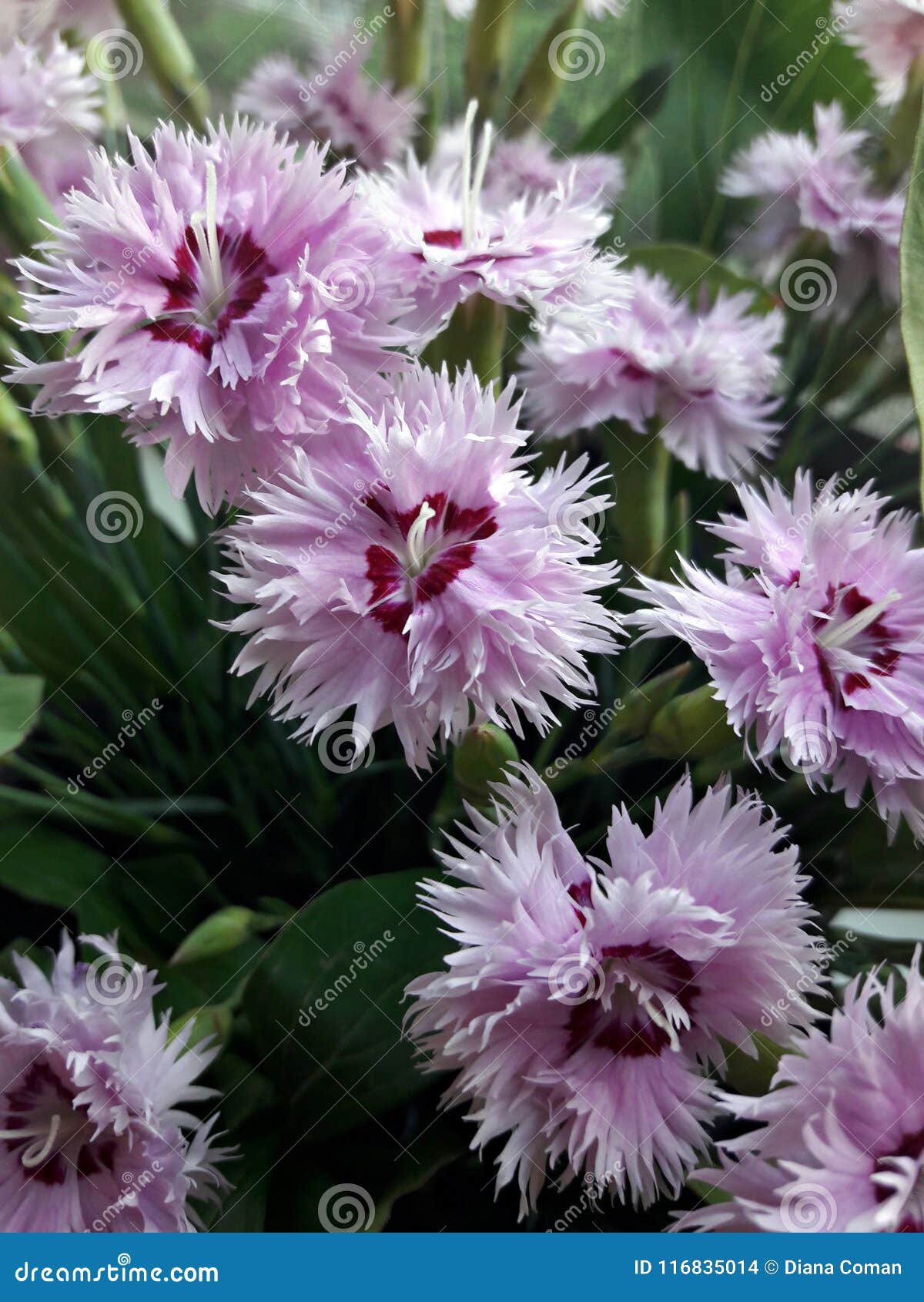 Flores Rosadas Hermosas - Clavel /Dianthus Foto de archivo - Imagen de ...