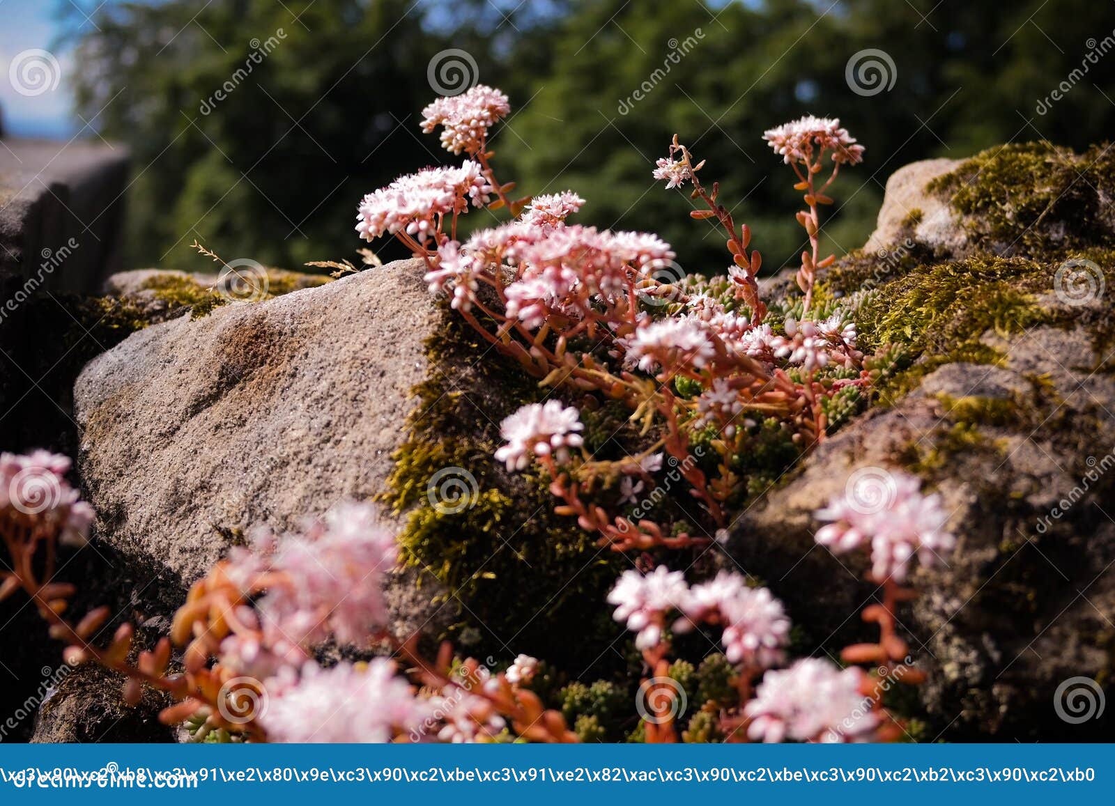 Flores Rosadas Preciosas En La Roca Foto de archivo - Imagen de rosa ...