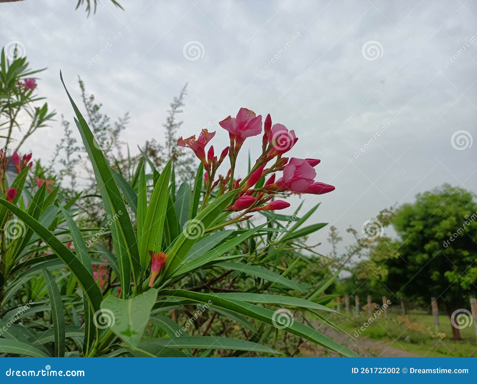 Flores Rosadas Rojizas En Una Planta De Hojas Largas Foto de archivo ... Flores Rosadas Rojizas En Una Planta De Hojas Largas Foto de archivo ...