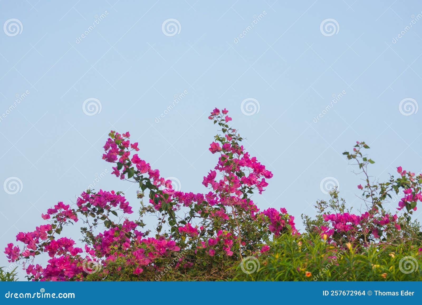 Flores Rosas En La Playa De Egipto Foto de archivo - Imagen de ondas ...