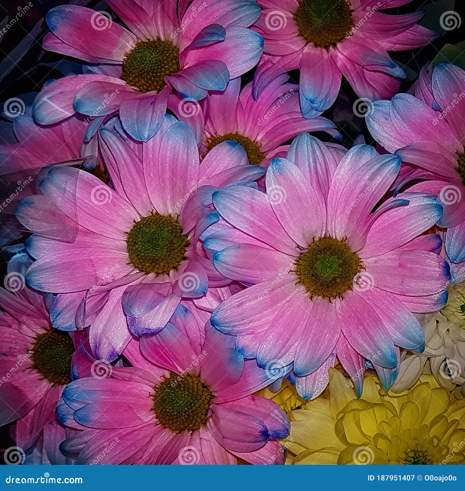 Flores rosas y azules imagen de archivo. Imagen de planta - 187951407