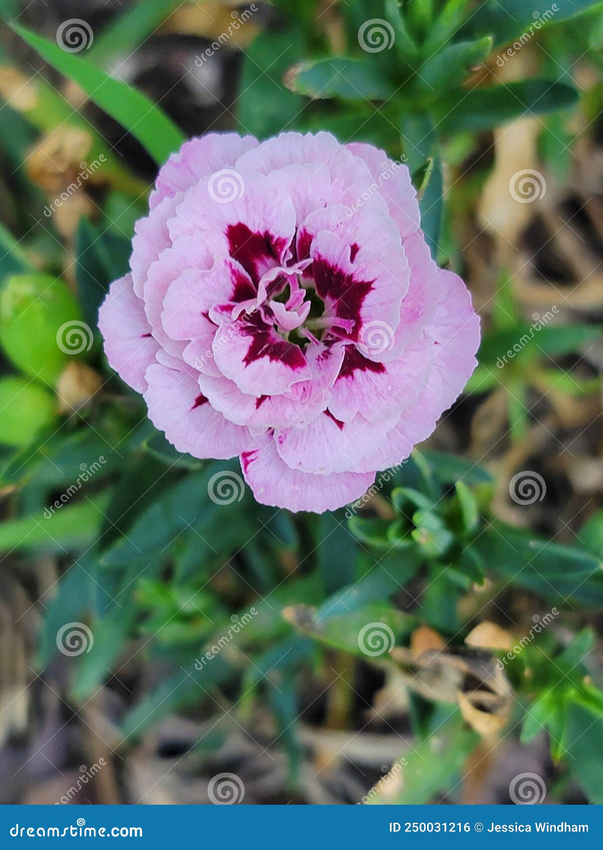 Flores Rosas Y Violetas Bonitas Foto de archivo - Imagen de plantas ...