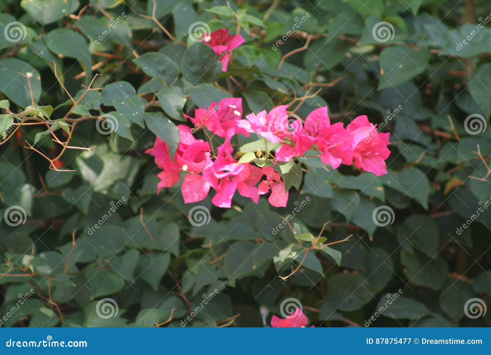 Flores Rose-rojas imagen de archivo. Imagen de asia, tailandia - 87875477