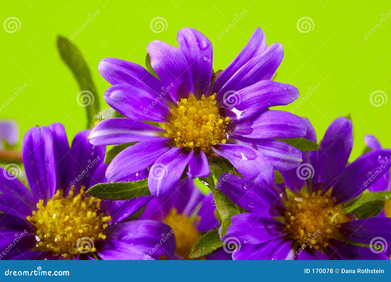 Flores roxas foto de stock. Imagem de nave, pétalas, flor - 170078