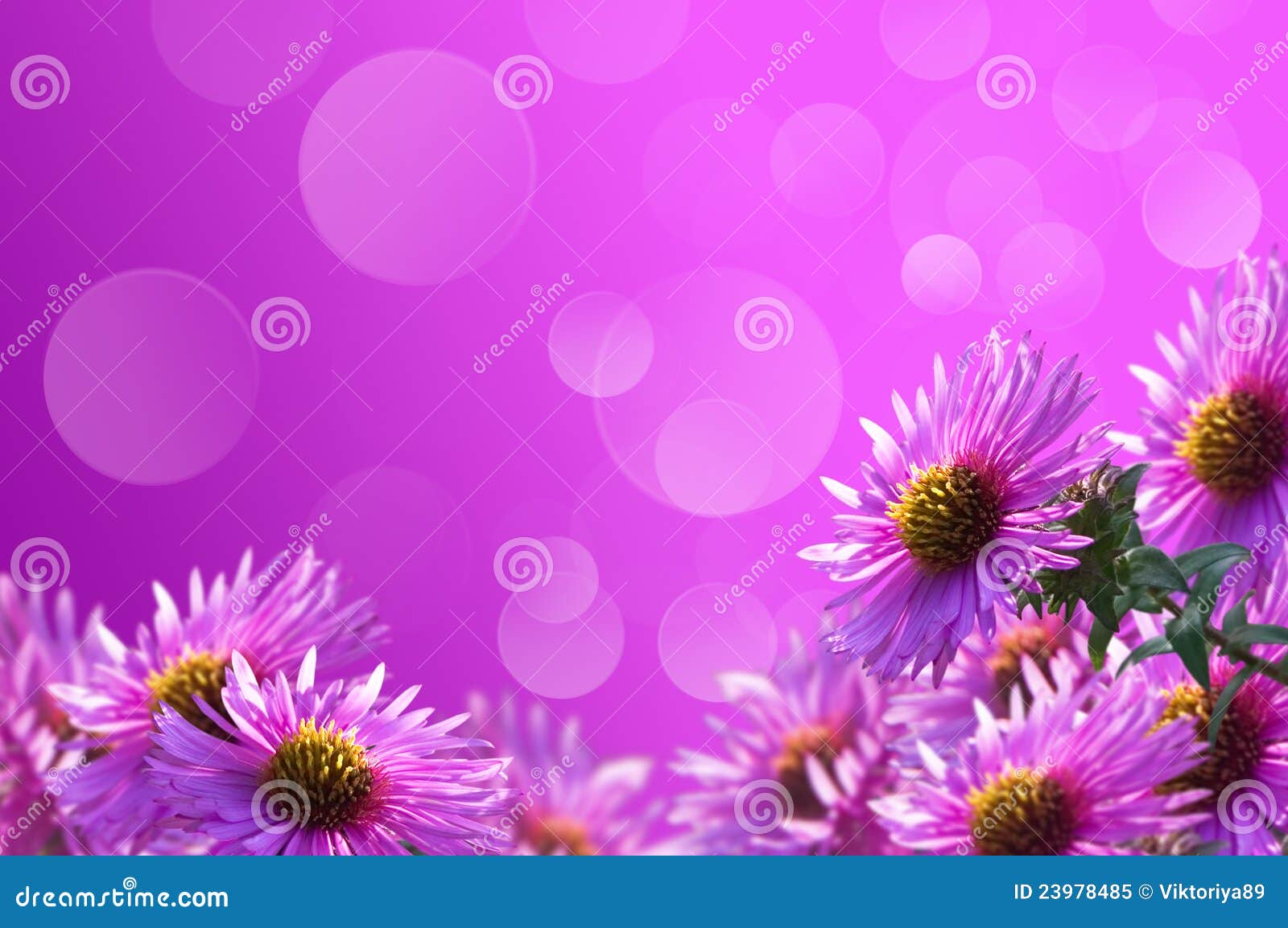 Flores roxas imagem de stock. Imagem de flores, roxo - 23978485