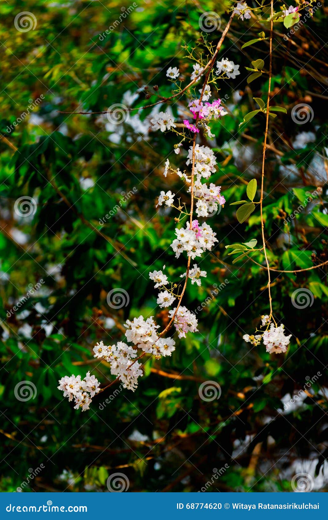 Flores Roxo Do Calyculata Kurz, Branco Do Lagerstroemia E Foto de Stock ...
