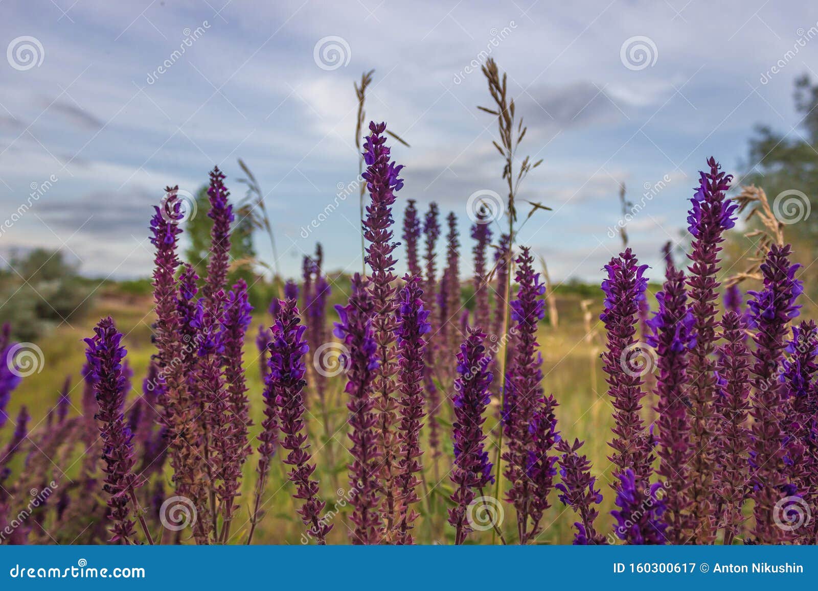 Flores sabias imagen de archivo. Imagen de aroma, sabio - 160300617