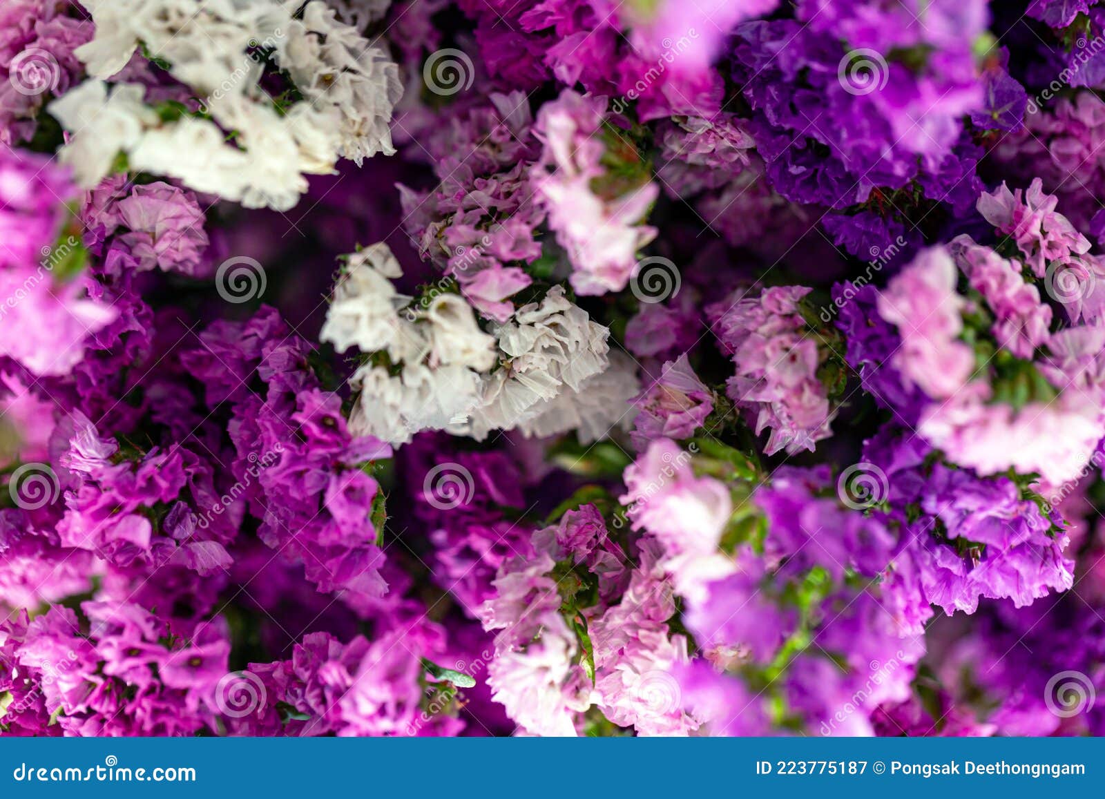 Flores secas estatis imagen de archivo. Imagen de hermoso - 223775187