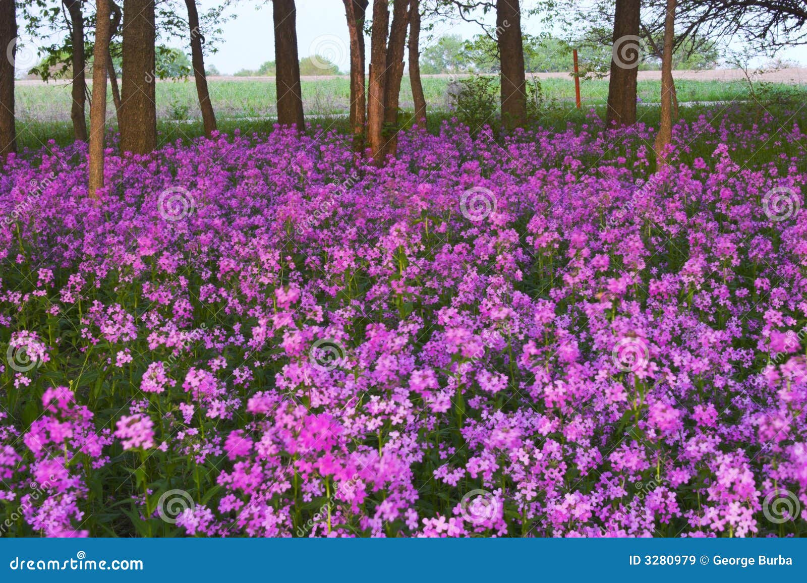 Flores Selvagens E Floresta Cor-de-rosa Imagem de Stock - Imagem de ...