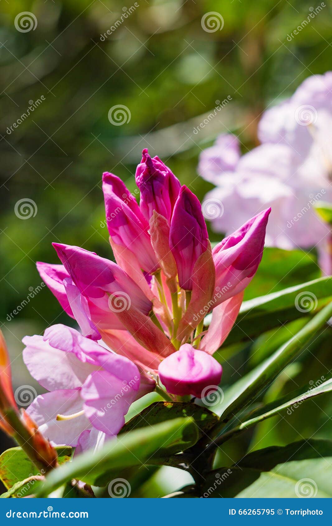 Flores Tropicais Cor-de-rosa Imagem de Stock - Imagem de fundo, flores ...
